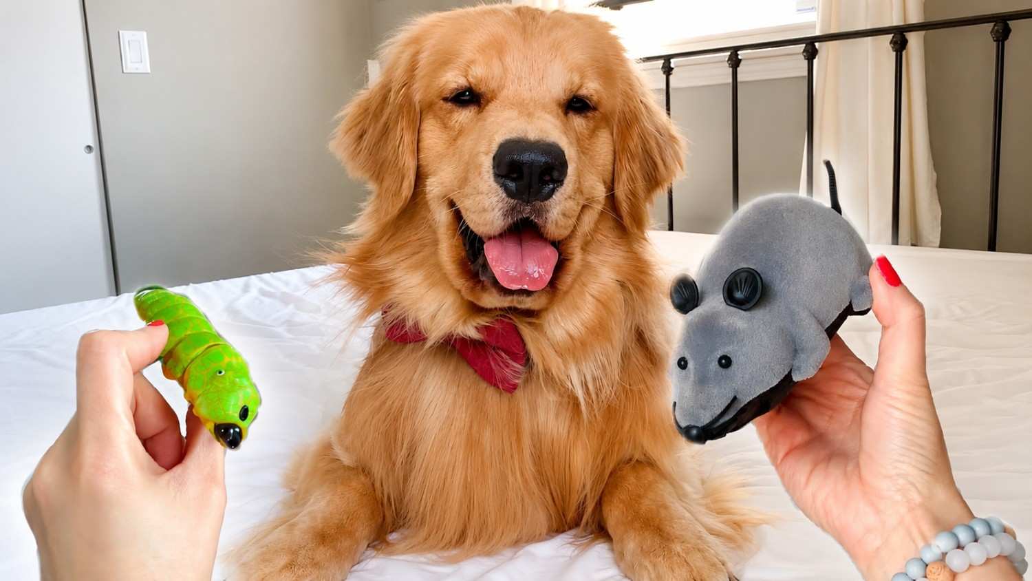 This mouse toy confused my dog