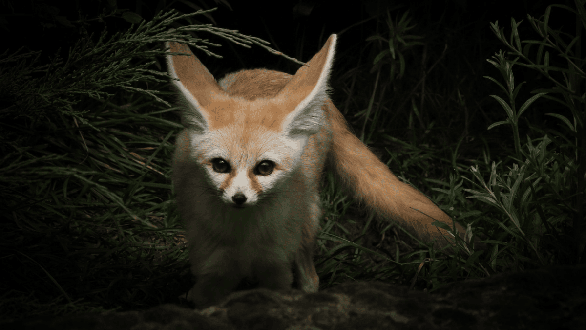 8 exotic pets that are legal in the United States