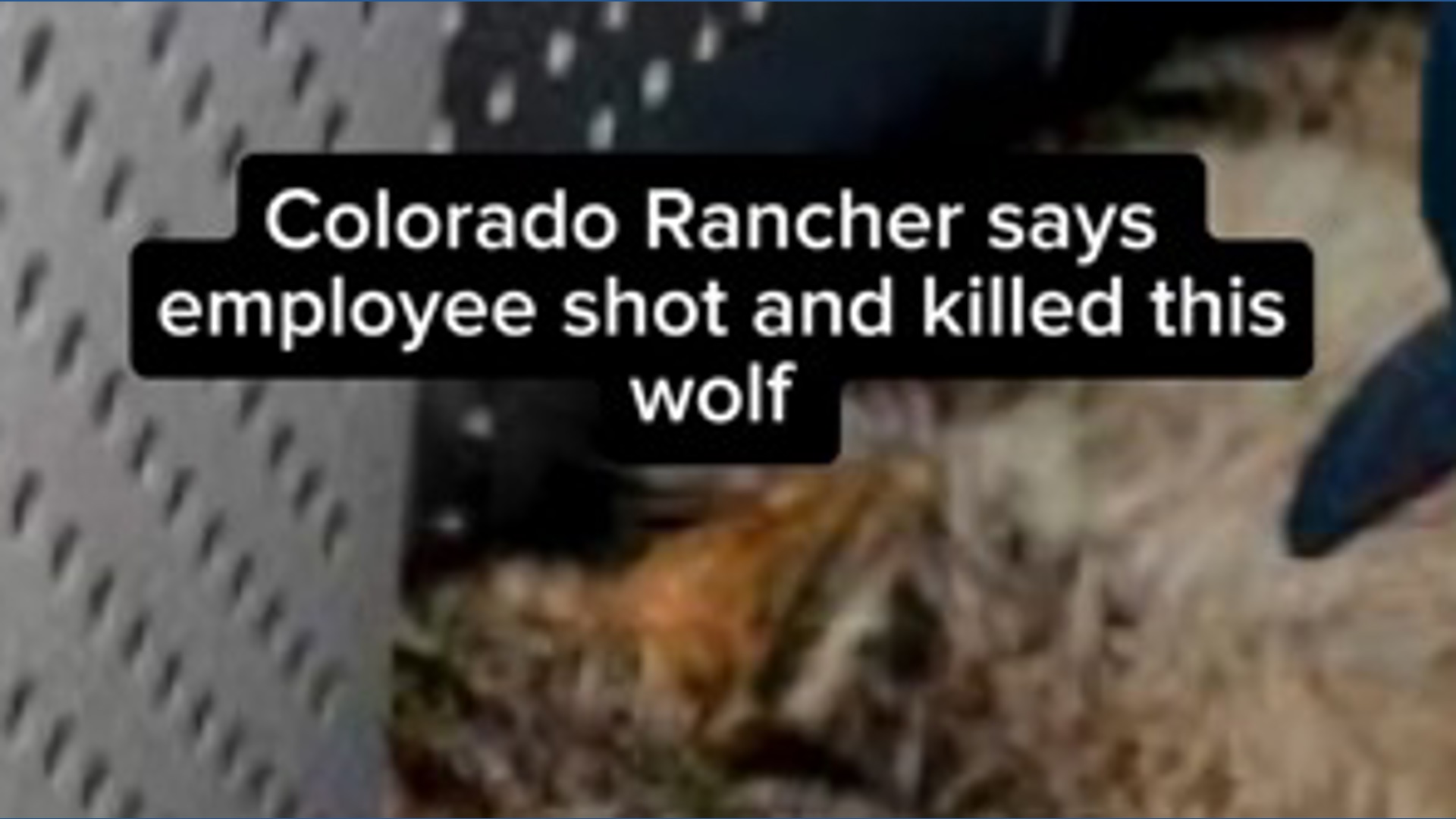 Rancher says employee shot wolf. How that can be legal?