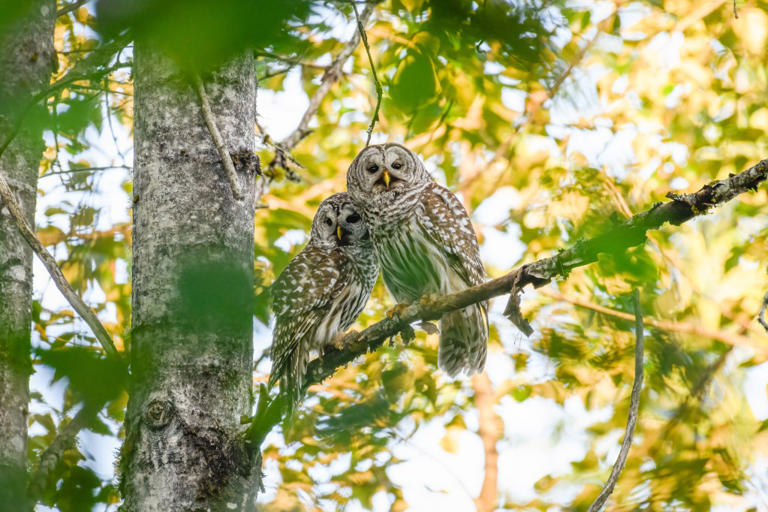 Why thousands of adorable owls are about to be brutally killed on the ...