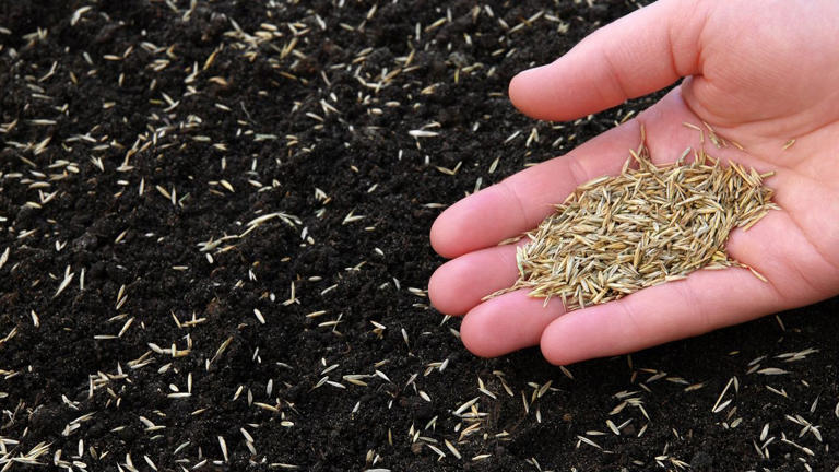 Is it too late to plant grass seed in June? The surprising answer from ...