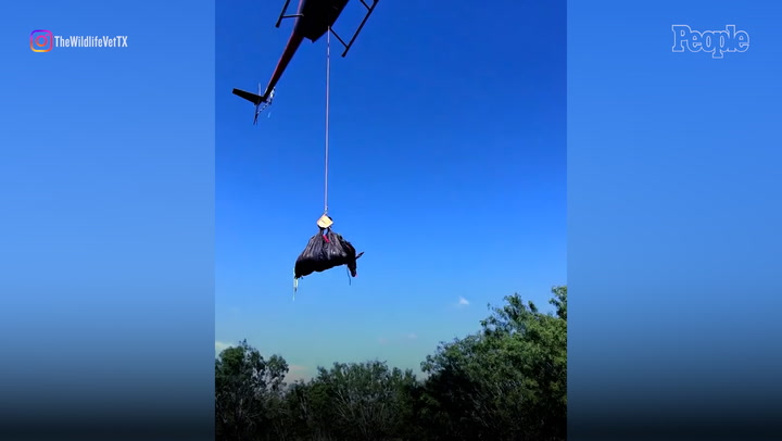 Wild sable antelope airlifted to safety as backward-growing horn starts ...