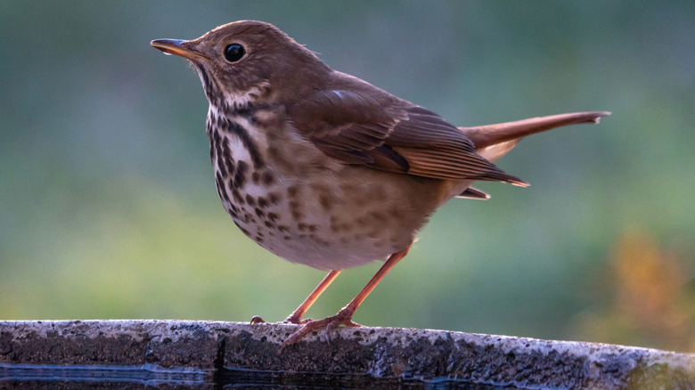 Skip the bulky birdbaths: Amazon has a space-saving solution for ...