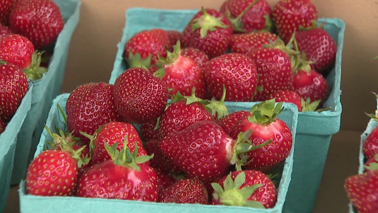 No 'pick your own strawberries' at local orchard after spring freeze ...