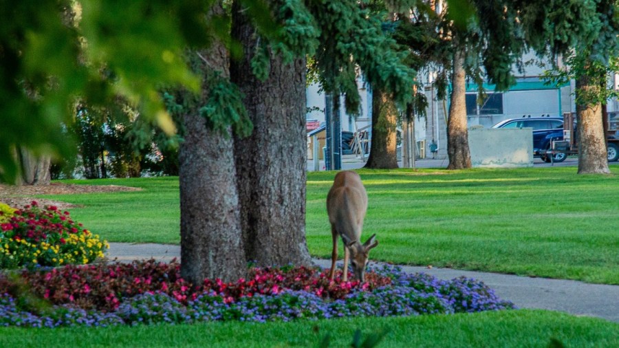 Native Ohio plants that deer won’t eat