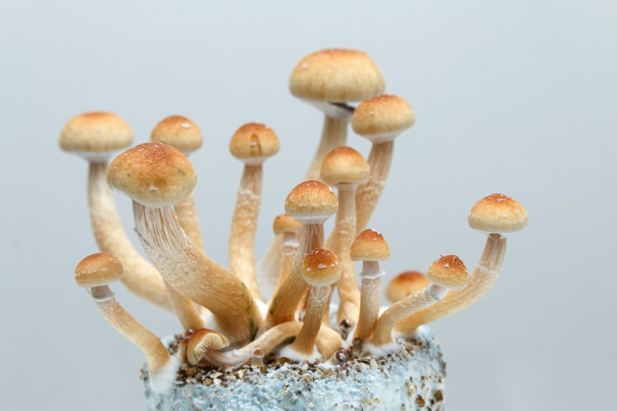 Alzheimer’s patient displayed improved speech after psilocybin: Report