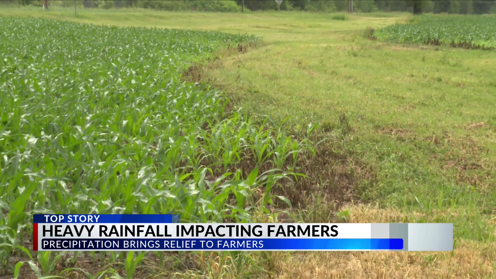 June rain good for Central Illinois crops
