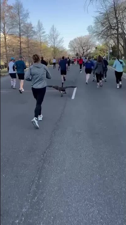 Goose interrupts half-marathon in Kansas City