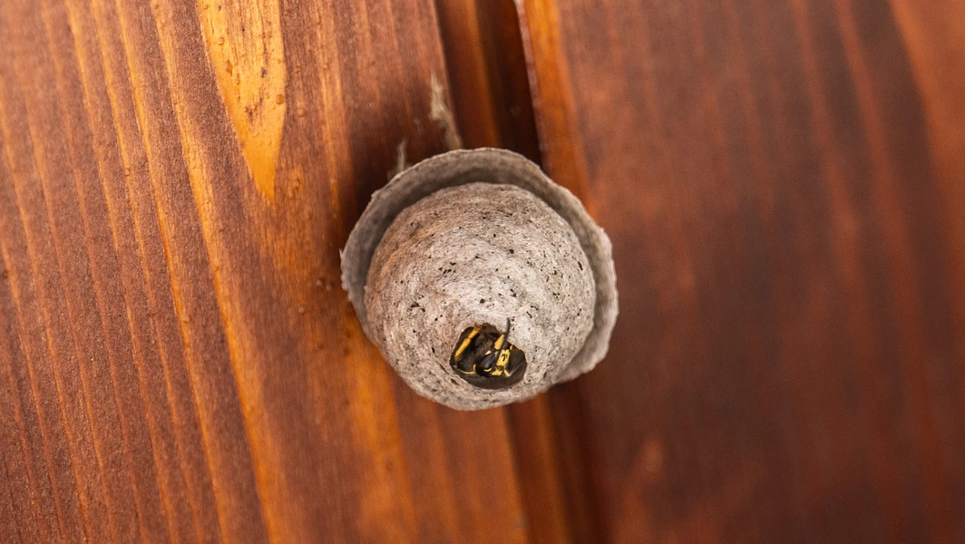 Preventing and managing wasp activity around homes