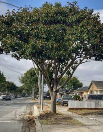 Salinas offers trees for adoption