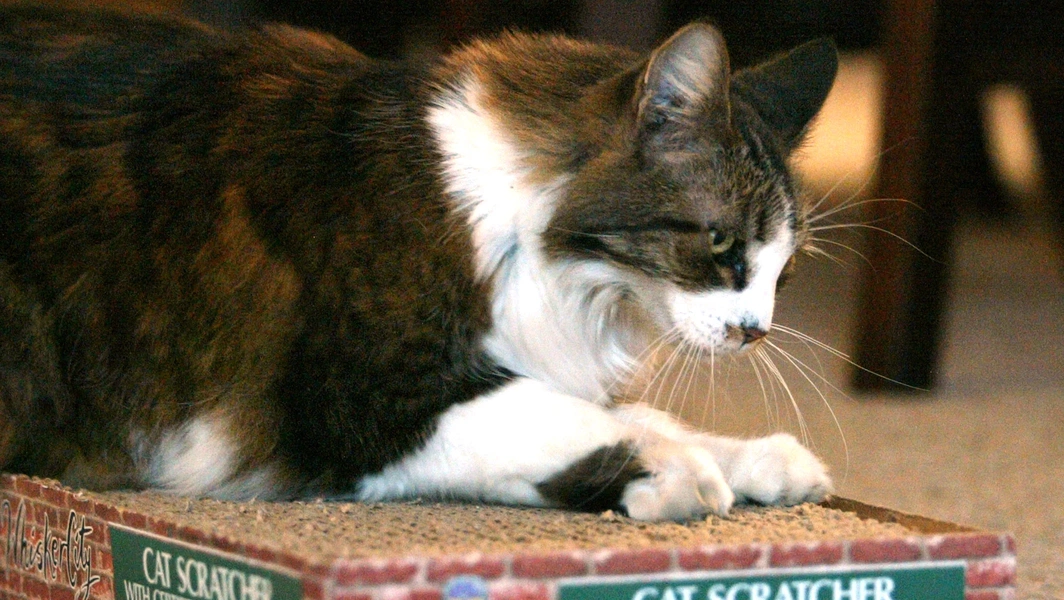 Understanding why cats scratch furniture