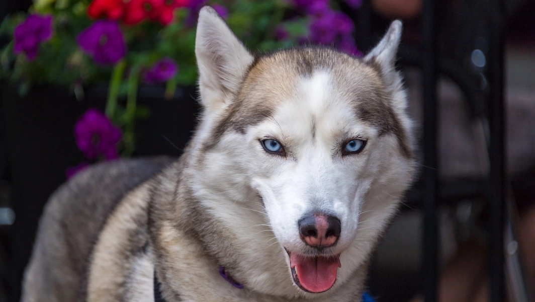 10 inspiring stories of stray dogs finding hope