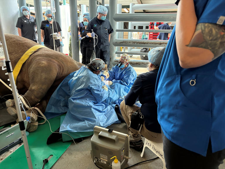 White rhino at Disney’s Animal Kingdom regains sight after complex surgery