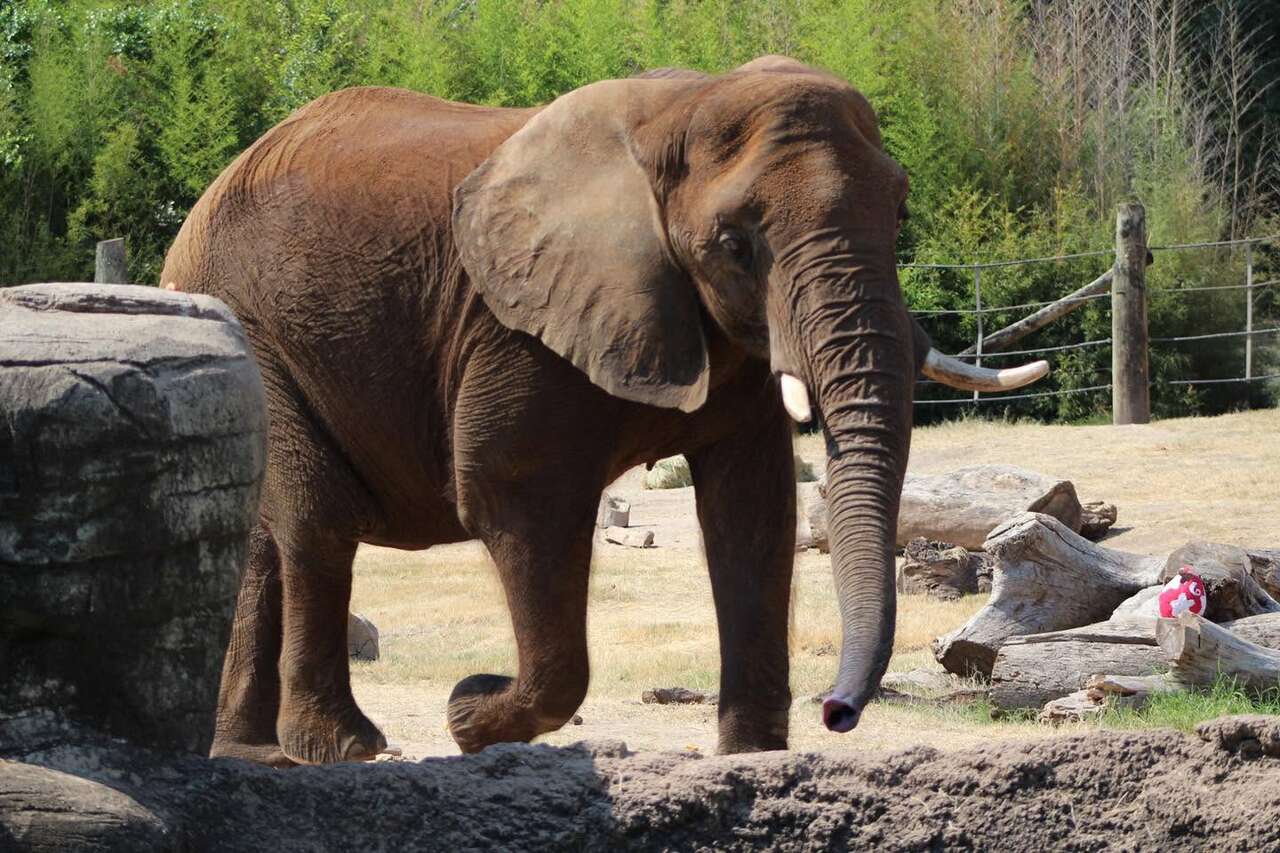 Elephants are disappearing from zoos. A Texas zoo just became the ...