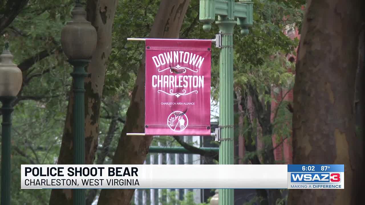Bear shot in downtown Charleston