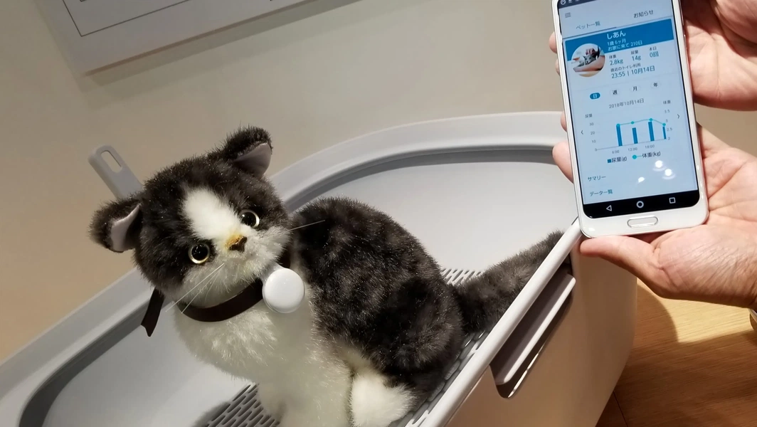 What litter box habits reveal about cat health