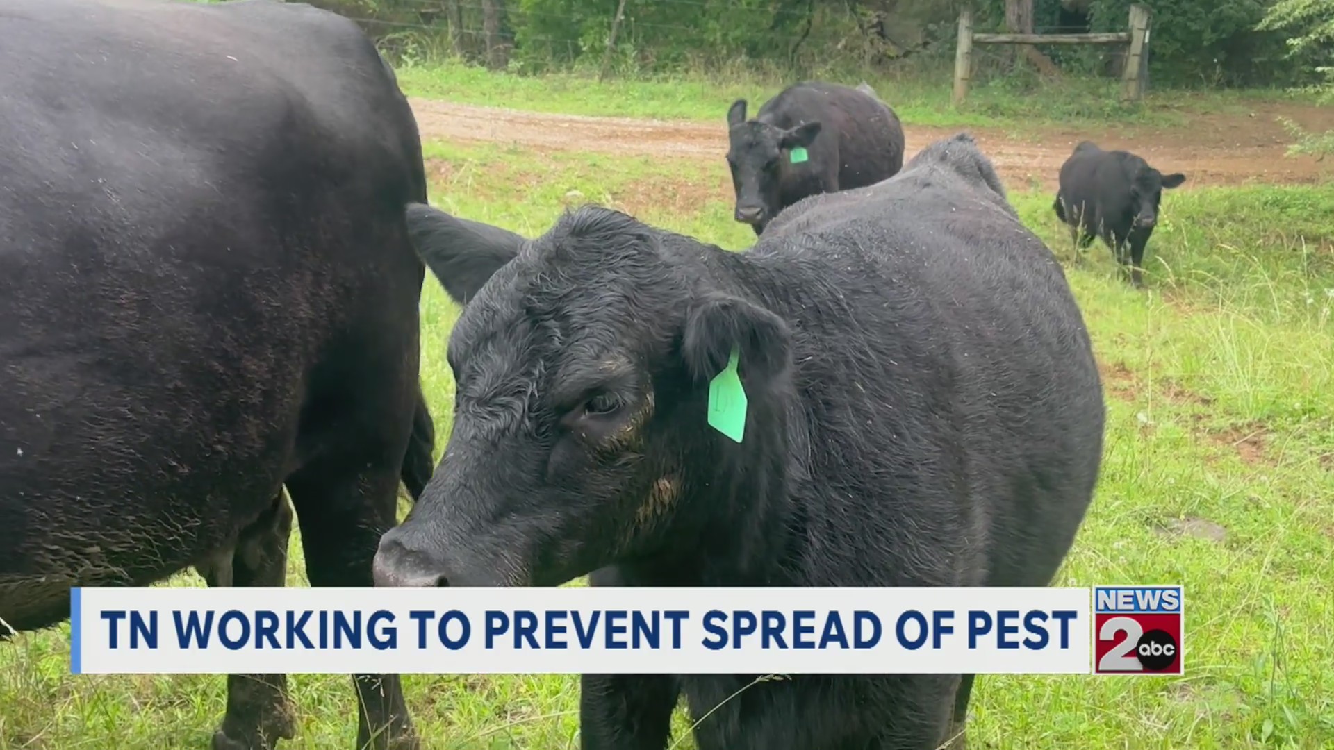 Tennessee working to prevent spread of pest