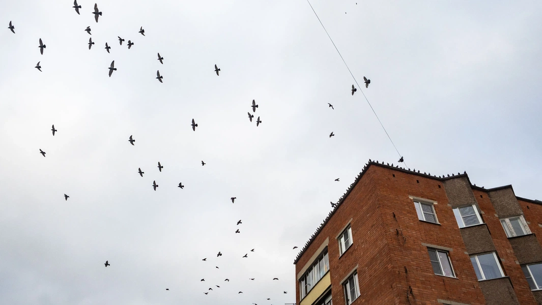 13 birds that can cause trouble for people and property