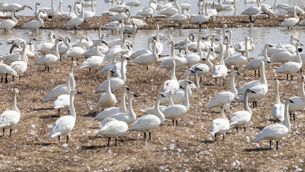 How swan lovers are saving their feathered friends
