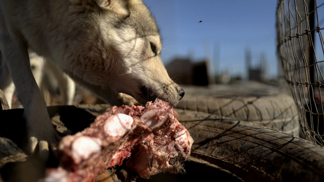 12 dog breeds with strong genetic links to wolves