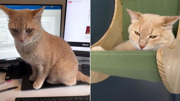 Cat left alone with spare human for 5 days barely survives the ordeal