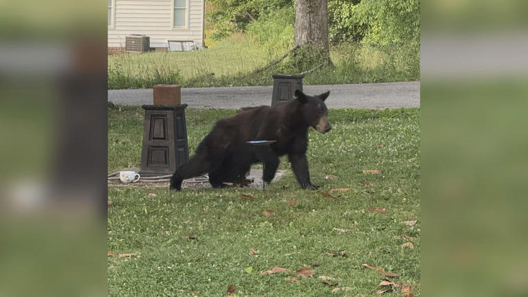 Black bear visits London home twice in search of bird feeder food