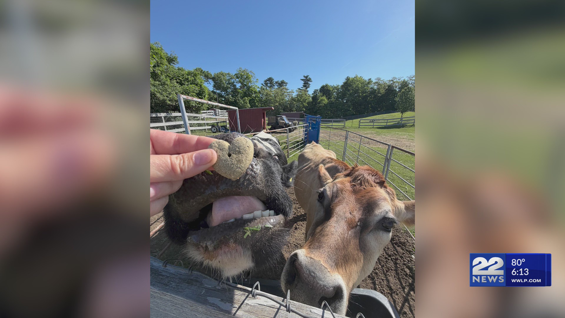 300+ farm animals seized from Hadley animal sanctuary now up for adoption