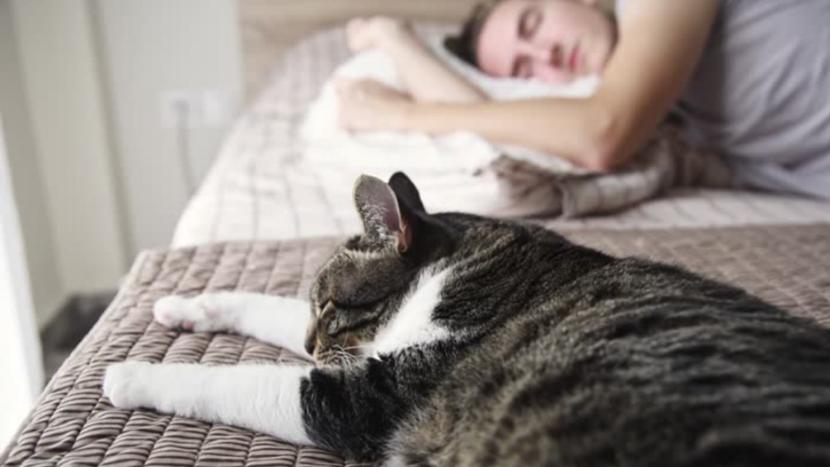 Does your cat keep you up at night? UNAM explains why this behavior occurs.