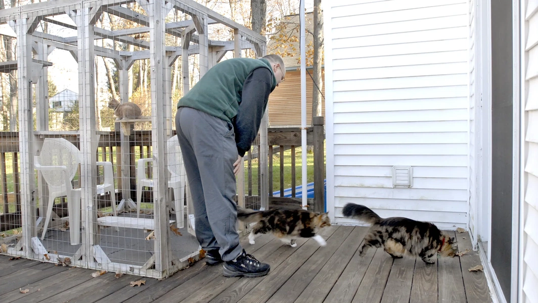 Why your cat might need a catio now