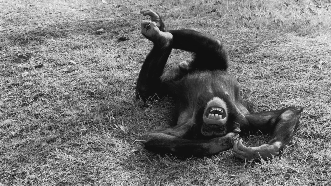 12 animals that laugh and play like humans