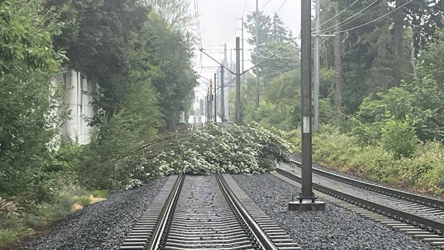 Tree falls on MAX tracks hours after TriMet arborist warns of storm hazards