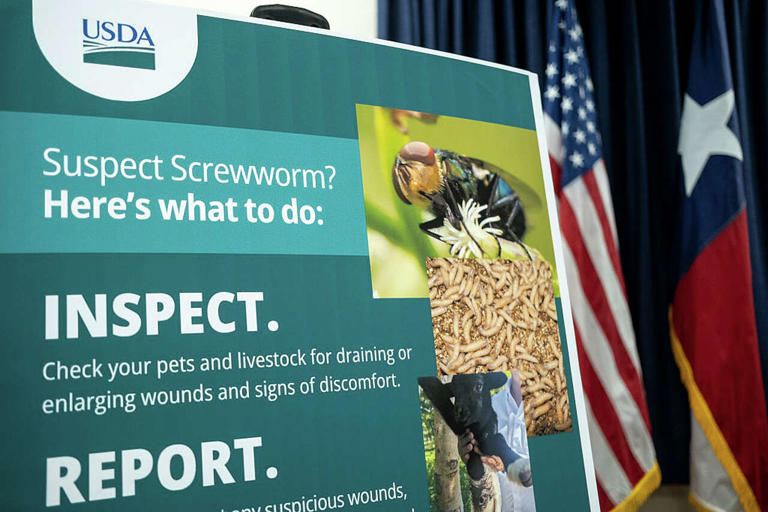 Here's what to know about the flesh-eating screwworm parasite as cases ...