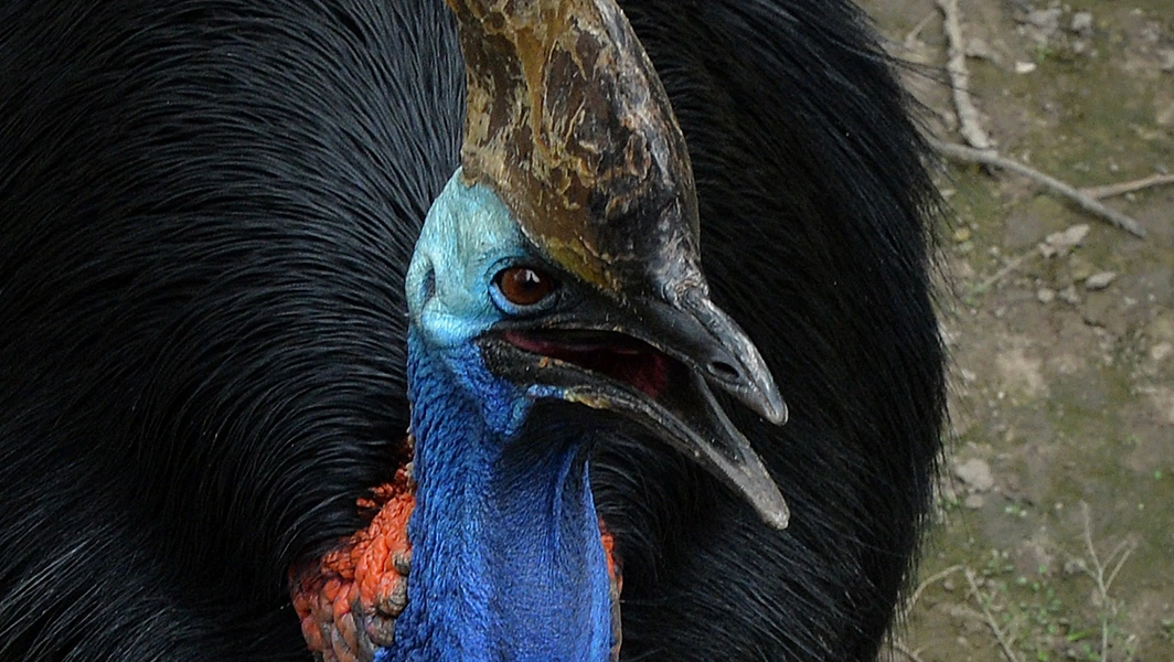 9 most dangerous birds