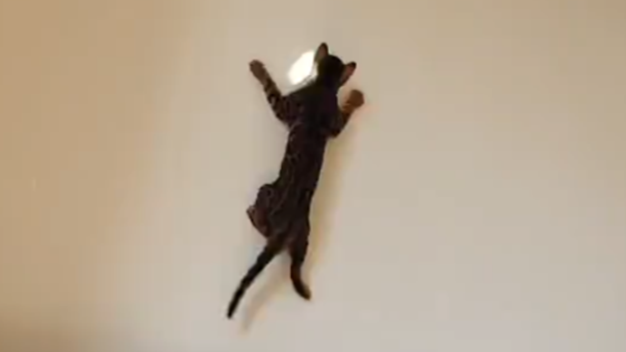 Cats try to catch sunlight