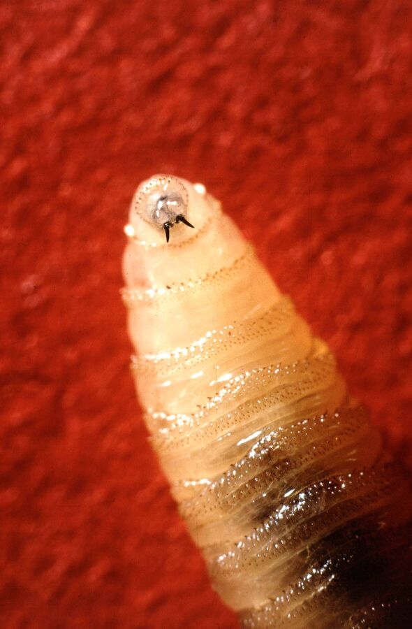 Deadly parasite spreads to second US state as locals beg Trump to ...