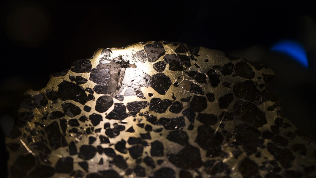 15 fascinating cross-sections from nature and design