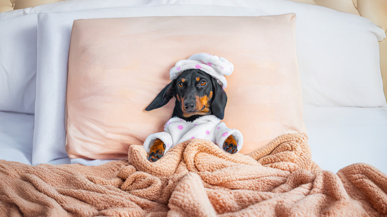 America's best dog-friendly hotels that make traveling with your pet a ...