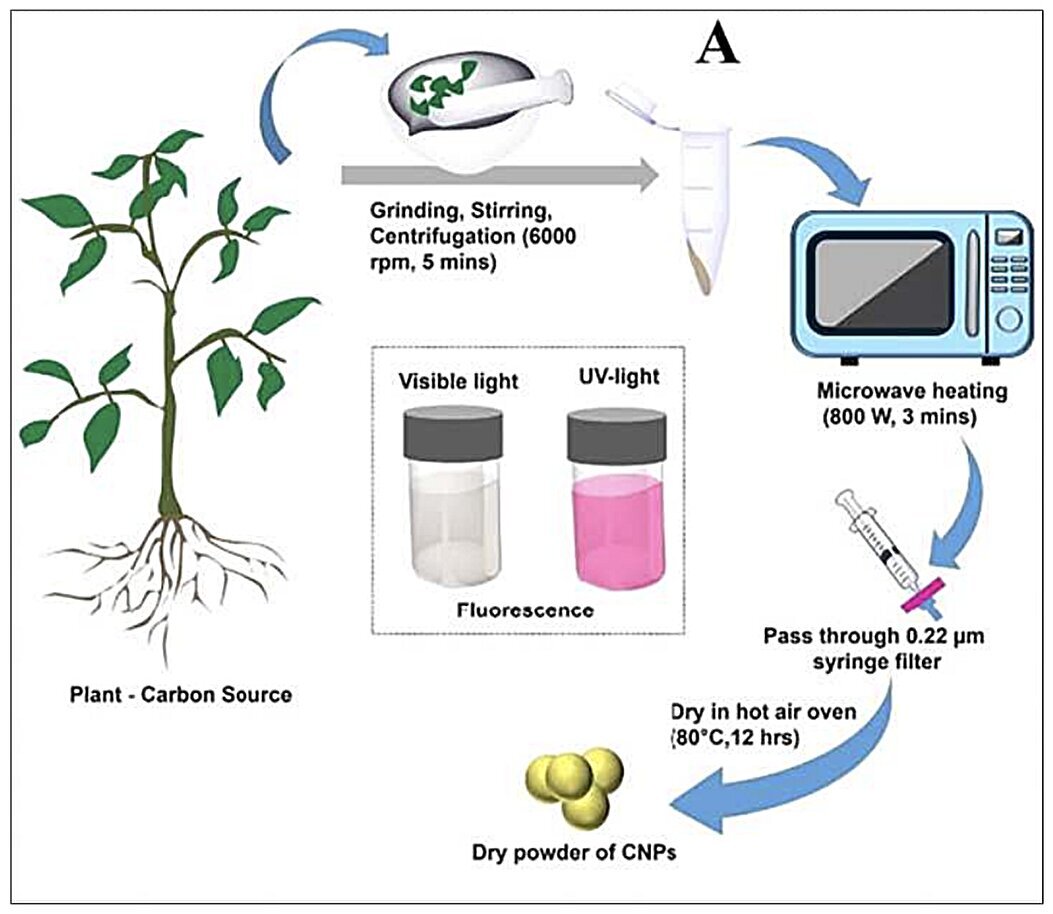 Medicinal plants yield carbon nanoparticles that glow red and flag ...