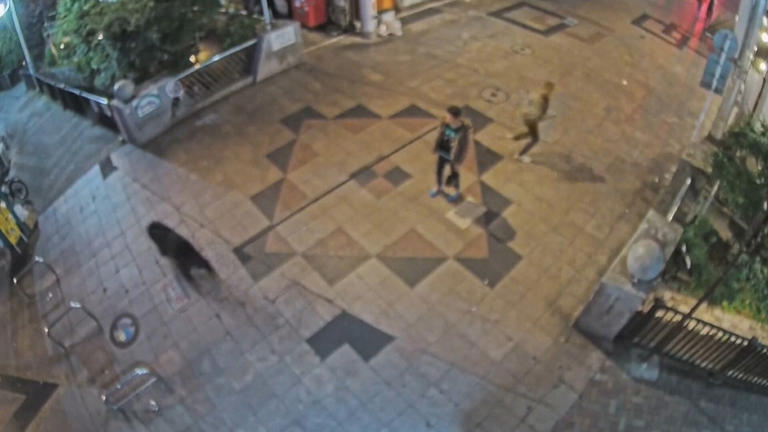 Nearly 100 schools shut down in Japan following new bear sighting