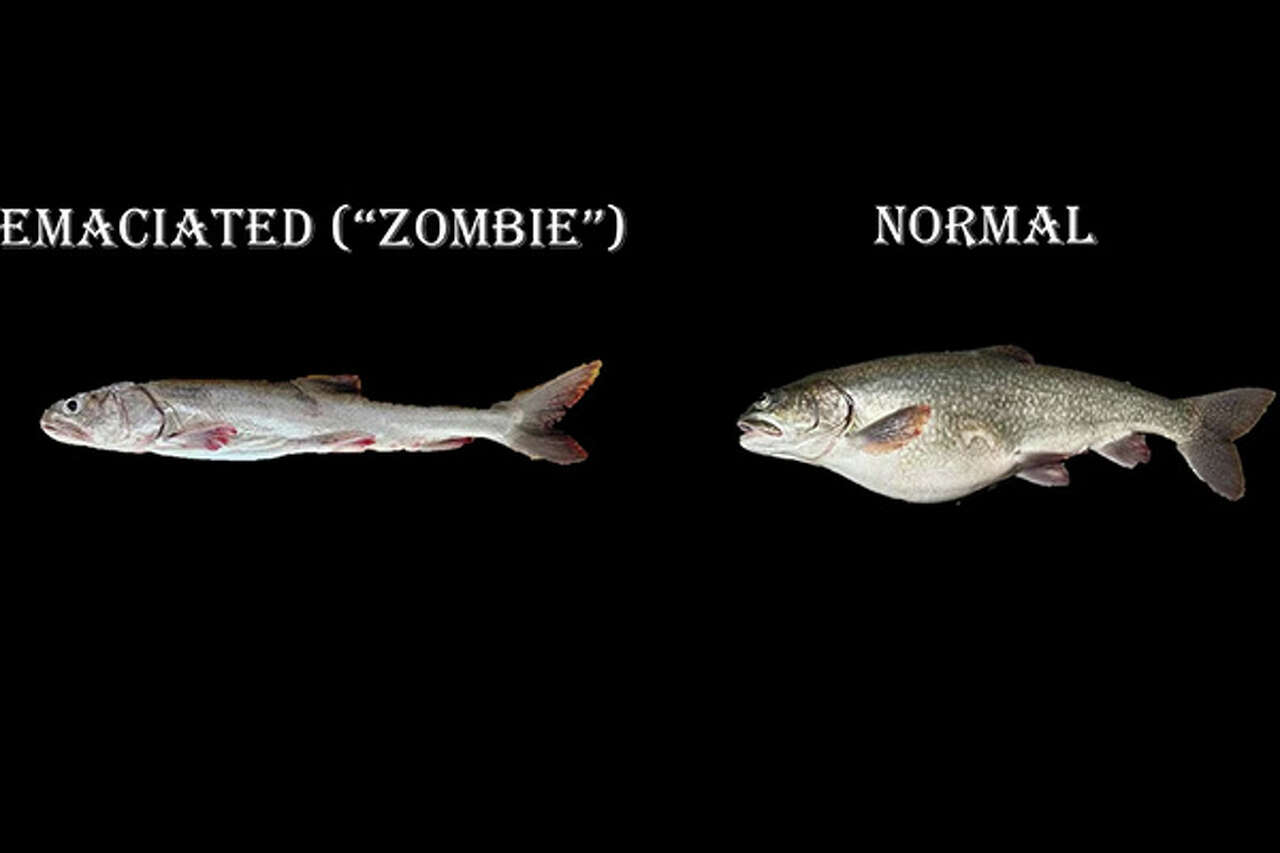 Researchers heading north to Lake Superior to investigate zombie fish