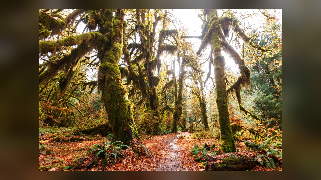 Ancient trees, living moss, and total silence: Washington’s Hoh Rain ...