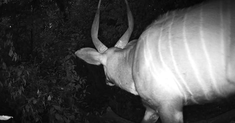 Trail camera photos capture rare antelopes in a Kenya forest where ...