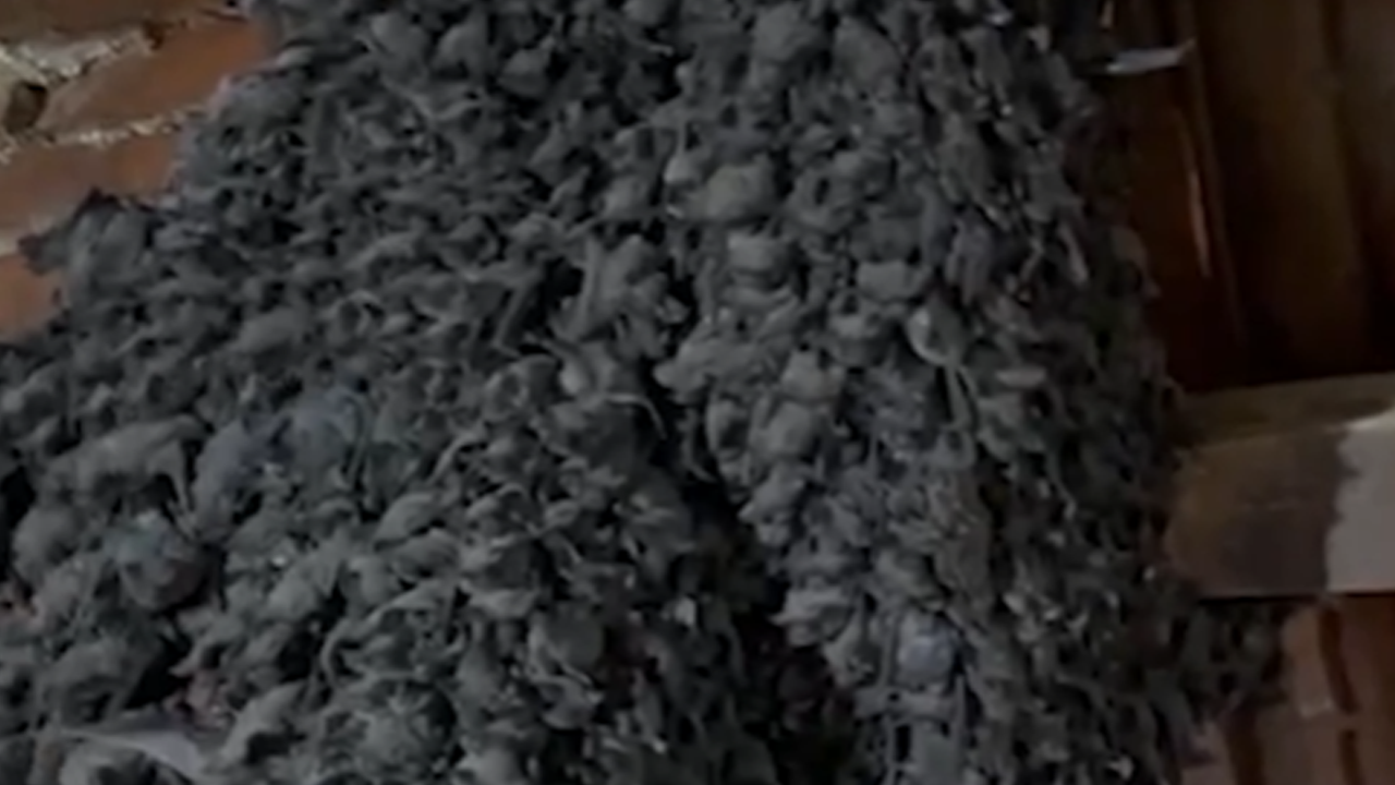 Hundreds of bats discovered in a studio ceiling