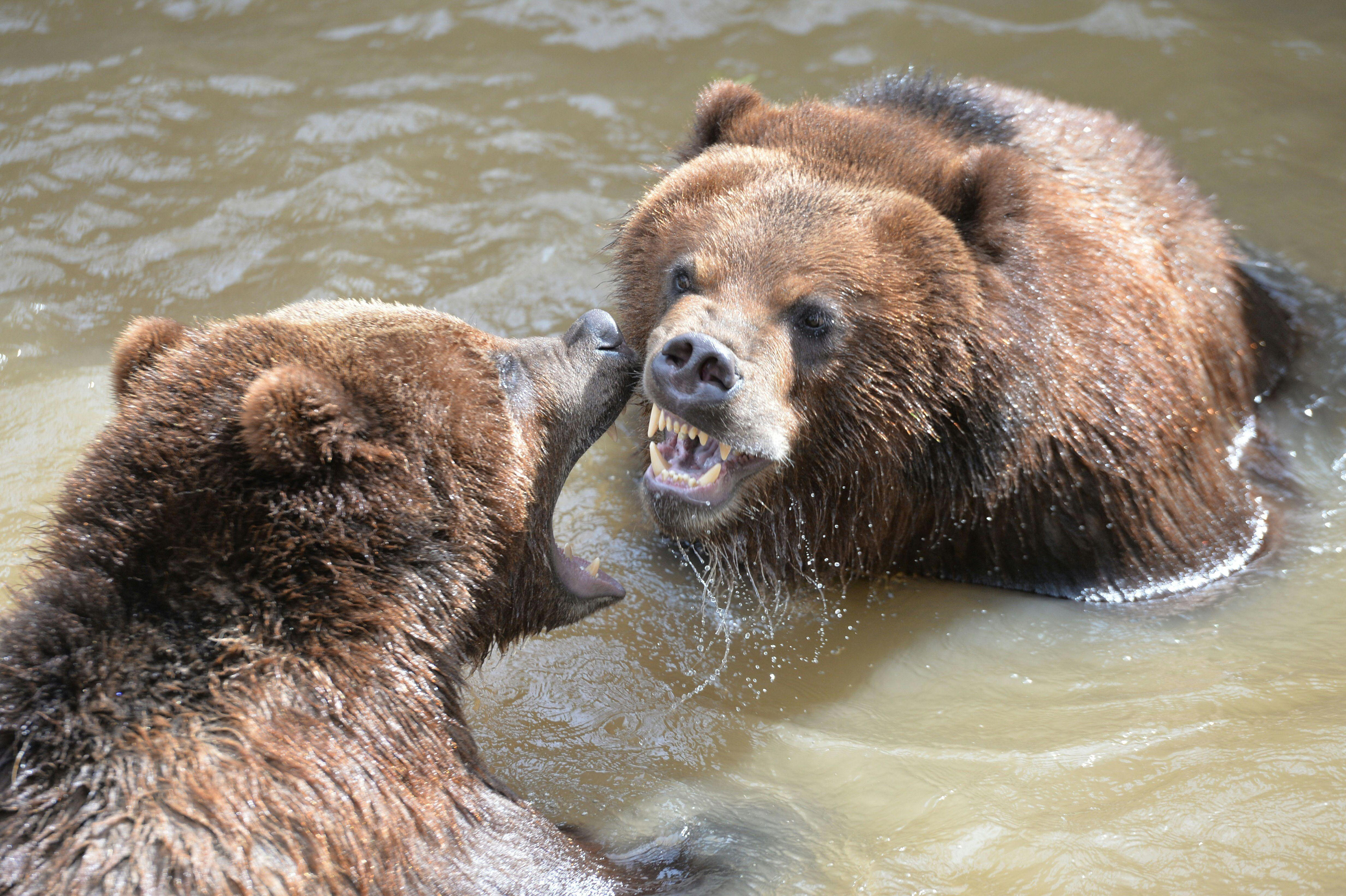 Hiker survives grizzly bear attack at Glacier National Park