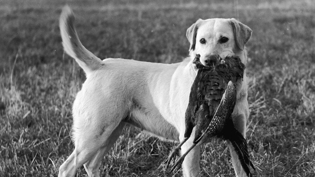 8 remarkable Labrador retrievers through history