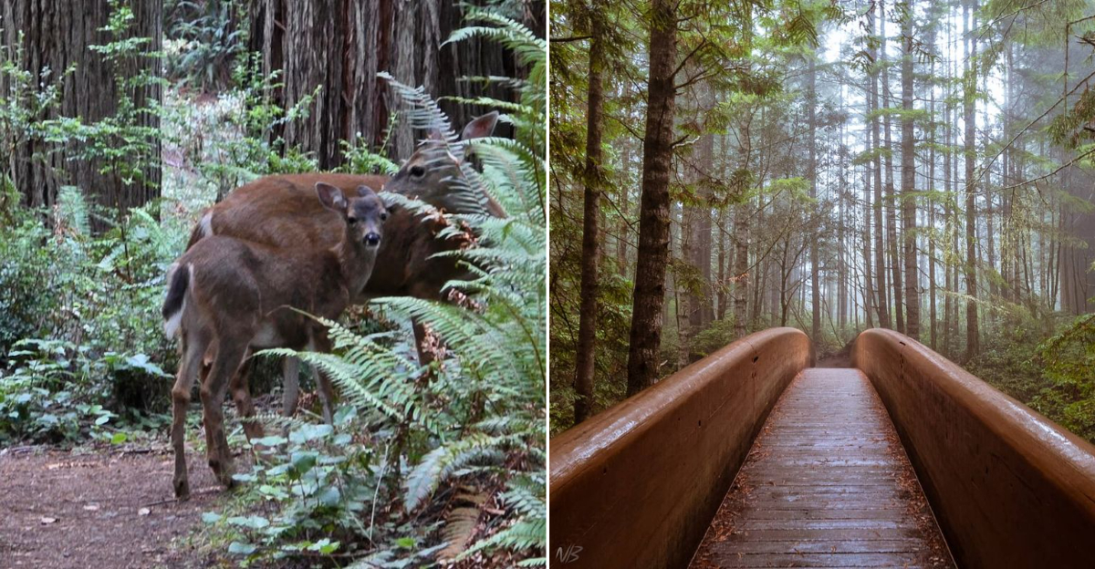 This fairytale California redwood trail turns an everyday family walk ...