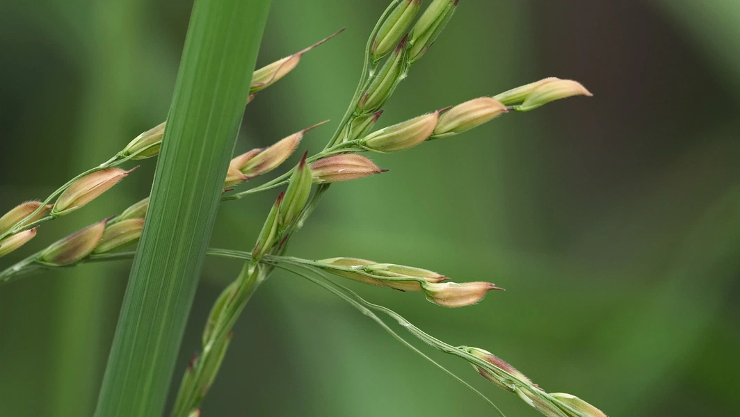 Scientists identify rice gene key to nutrition and taste