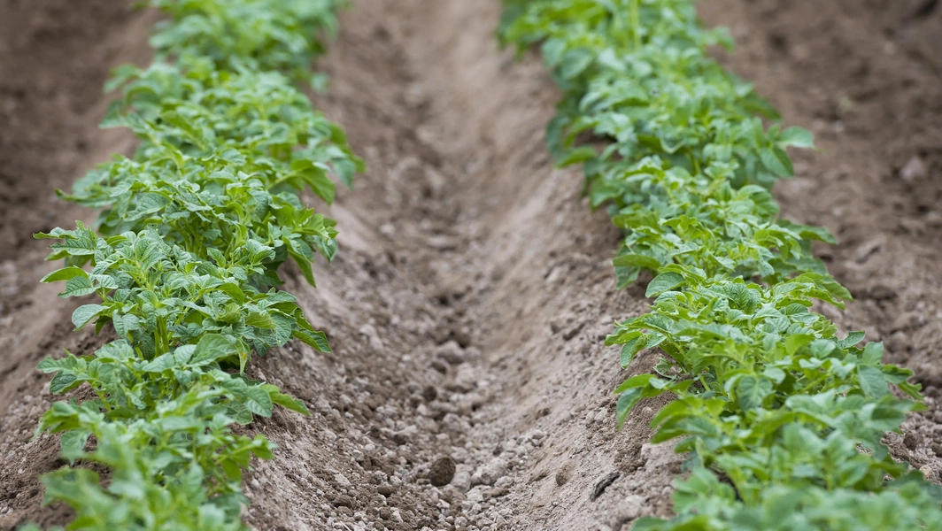 15 common vegetable gardening mistakes