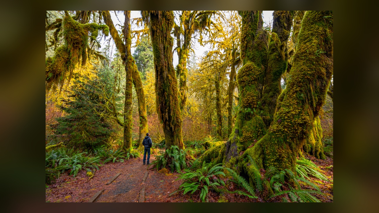 Ancient trees, living moss, and total silence: Washington’s Hoh Rain ...