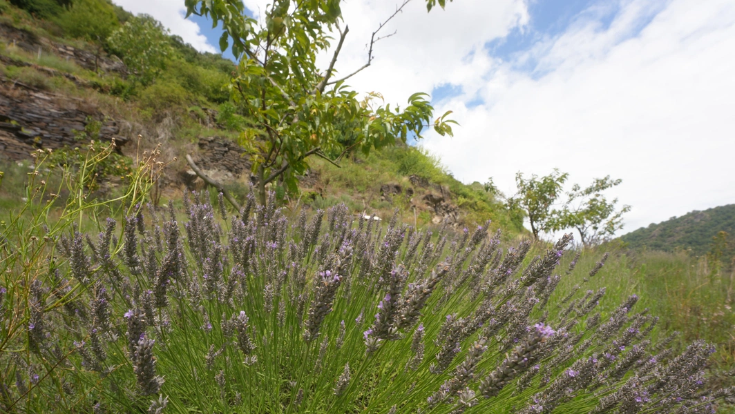 12 plants that naturally repel garden pests